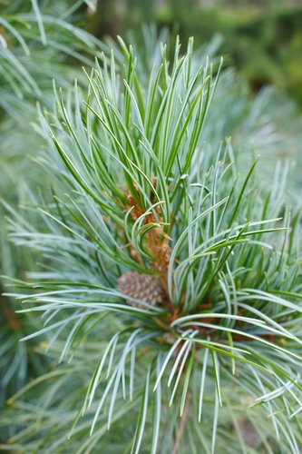 Pinus koraiensis 'Morris Blue' | Blue Korean Pine| plant lust