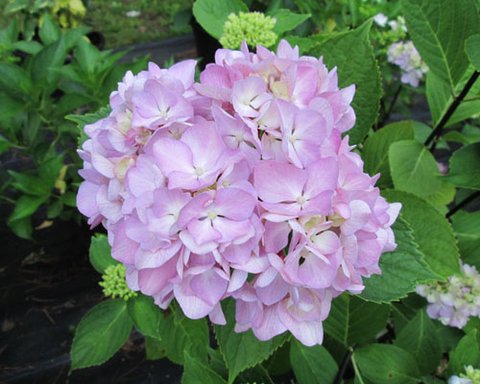 Hydrangea macrophylla 'Nigra' | Hydrangea hortensis| plant lust