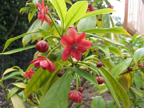 Illicium henryi | Henry Anise Tree| plant lust