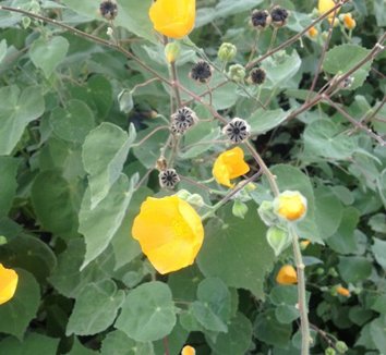 Abutilon palmeri | Indian Mallow | Palmer's Abutilon| plant lust