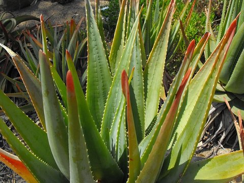 Aloe succotrina | Aloe perfoliata var. succotrina | Aloe purpurascens ...