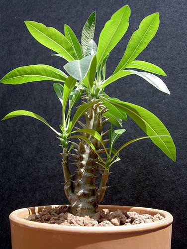Pachypodium densiflorum | Pachypodium densiflorum v. brachycalyx ...