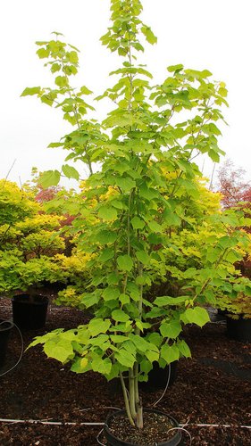 Acer tegmentosum 'Joe Witt' | Joe Witt Manchurian Snakebark Maple ...