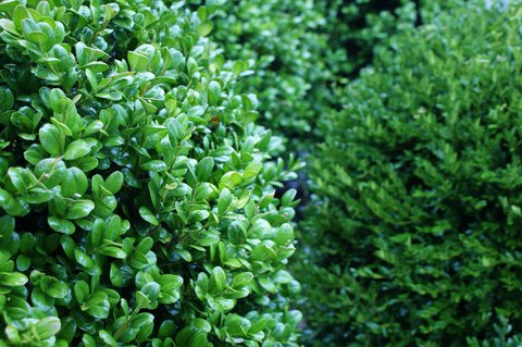 Buxus sempervirens 'Rotundifolia' | German Boxwood| plant lust