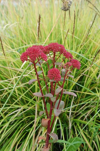 Sedum telephium 'Red Cauli' | Hylotelephium 'Red Cauli' | Red Cauli ...