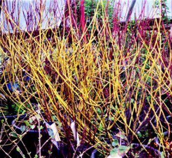Cornus sericea 'Flaviramea' | Cornus stolonifera 'Flaviramea ...