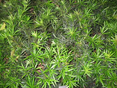 Podocarpus macrophyllus var. maki | Podocarpus macrophyllus 'Maki ...