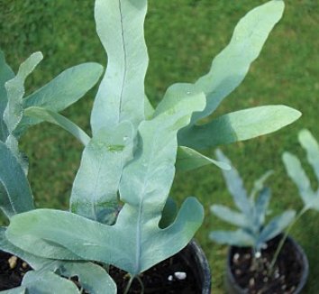 Phlebodium - Alchetron, The Free Social Encyclopedia