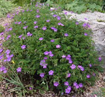 Geranium magniflorum | La Veta Lace® Geranium | Hardy South African ...