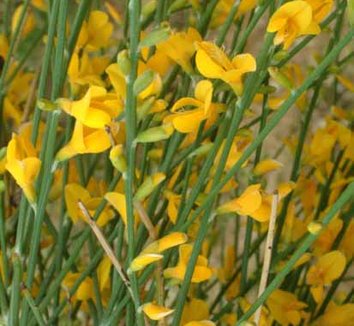 Genista aetnensis - Alchetron, The Free Social Encyclopedia