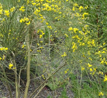 Genista aetnensis - Alchetron, The Free Social Encyclopedia