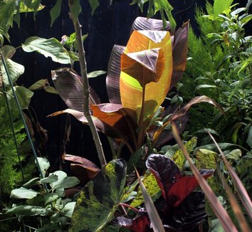 Musa 'Siam Ruby' | Banana| plant lust