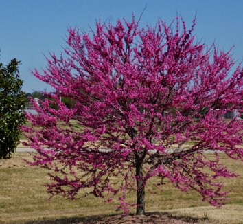 Cercis canadensis 'Appalachian Red' | Cercis canadensis 'Appalachia ...