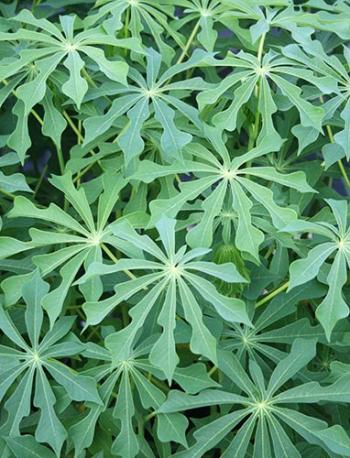 Manihot grahamii | Hardy Tapioca| plant lust