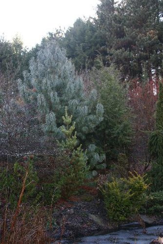 Pinus flexilis 'Extra Blue' | Extra Blue Limber Pine| plant lust