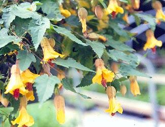 Abutilon 'Kentish Belle' | Abutilon megapotamicum 'Kentish Belle ...