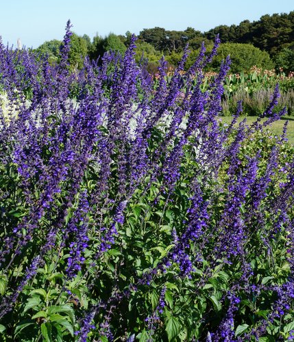 Salvia 'Indigo Spires' | Salvia x 'Indigo Spires'| plant lust
