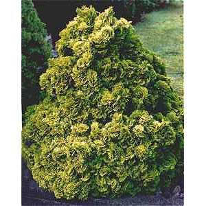 Chamaecyparis obtusa 'Nana Lutea' | Chamaecyparis 'Nana Lutea ...