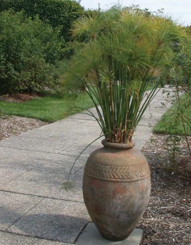 Cyperus papyrus 'King Tut' | Papyrus| plant lust