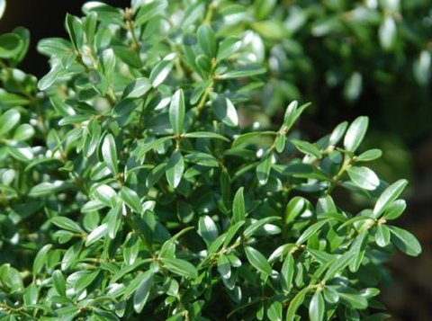 Buxus sinica var. insularis 'Tide Hill' | Buxus x 'Tide Hill' | Buxus ...