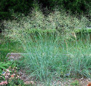 Eragrostis elliottii | Eragrostis elliotii | Blue Love Grass| plant lust