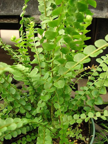Nephrolepis duffii | Nephrolepis cordifolia 'Duffii' | Nephrolepis ...