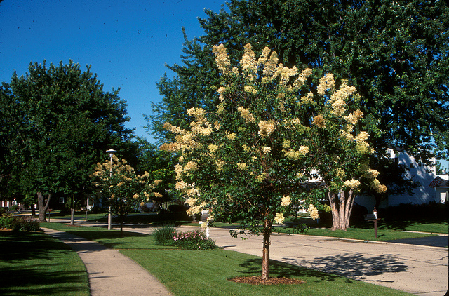 Photo #25872 | Syringa reticulata ssp. pekinensis China Snow® | plant lust