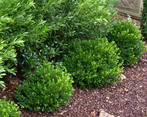 Buxus sinica var. insularis 'Justin Brouwers' | Buxus sinica 'Justin ...