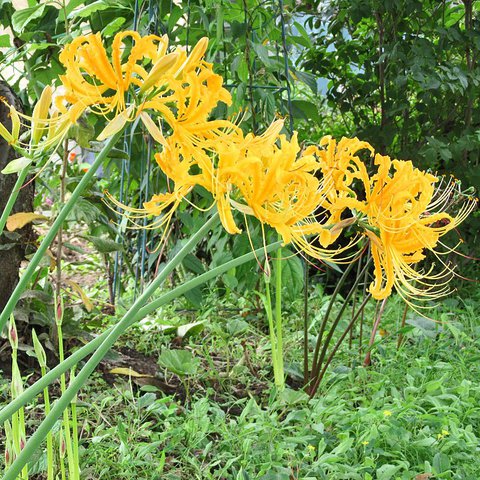 Lycoris aurea | Yellow Spider Lily | Golden Spider Lily | Surprise Lily ...
