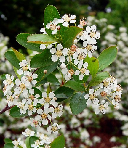 Aronia melanocarpa 'Morton' | Aronia Iroquois Beauty™ | Morton Black ...