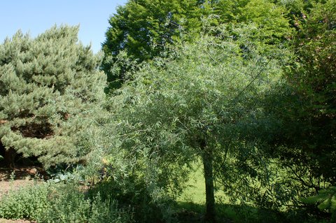 Salix purpurea 'Pendula' | Weeping Blue Arctic Willow | Dwarf ...
