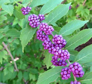 Callicarpa dichotoma 'Issai' | American Beautyberry | Issai Purple ...