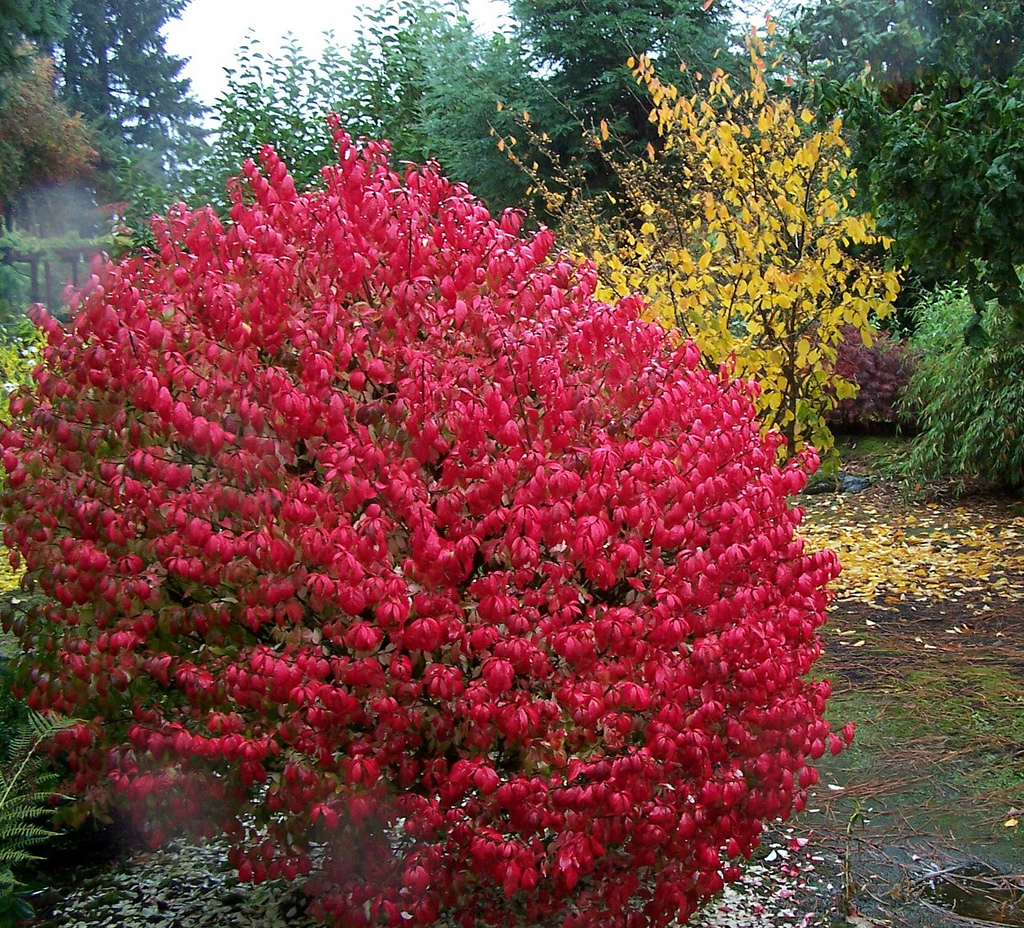 Photo #23106 | Euonymus alatus 'Compactus' | plant lust
