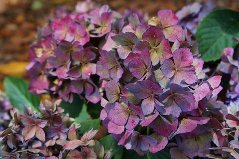 Hydrangea macrophylla 'Pia' | Hydrangea macrophylla 'Pink Elf ...