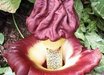 Amorphophallus | plant lust