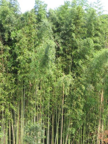 Phyllostachys bambusoides | Giant Timber Bamboo | Japanese Timber ...