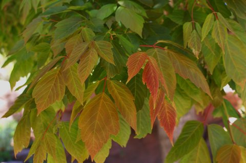 Acer negundo 'Sensation' | Sensation Maple | Sensation Boxelder Maple ...