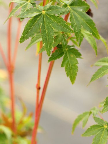 Acer palmatum 'Bihou' | Acer palmatum 'Bihoo' | Bihou Coral Yellow Bark ...