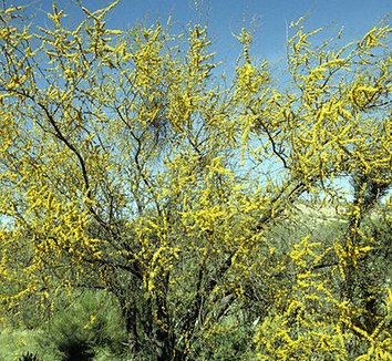 Acacia constricta | Whitethorn Acacia| plant lust