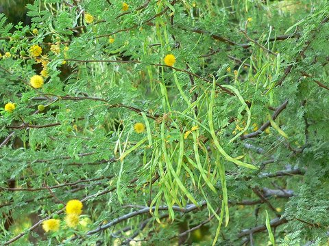 Acacia constricta | Whitethorn Acacia| plant lust