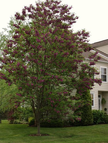 Robinia pseudoacacia 'Purple Robe' | Purple Robe Black Locust| plant lust