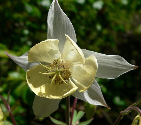 Aquilegia fragrans | Fragrant Columbine| plant lust