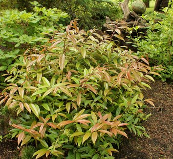 Leucothoe fontanesiana - Alchetron, The Free Social Encyclopedia