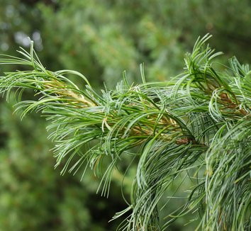 Pinus strobus 'Torulosa' | Pinus strobus 'Contorta' | Eastern White ...