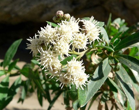 Baccharis salicifolia | Mulefat | Mule Fat| plant lust