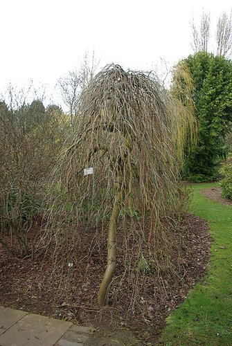 Laburnum alpinum 'Pendulum' | Laburnum alpinum 'Pendula' | Weeping ...