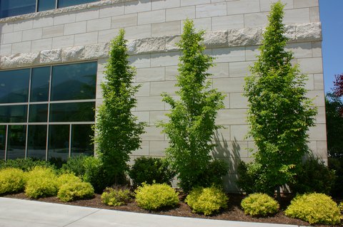 Carpinus betulus 'Fastigiata' | Fastigiata European Hornbeam | Common ...