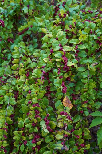Symphoricarpos x doorenbosii 'Magic Berry' | Magic Berry Coralberry ...
