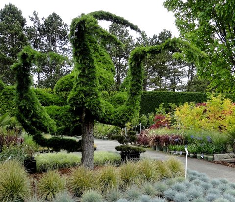 Cedrus libani 'Pendula' | Weeping Cedar of Lebanon| plant lust