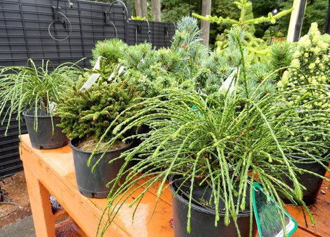 Thuja plicata 'Whipcord' | Whipcord Dwarf Western Red Cedar| plant lust